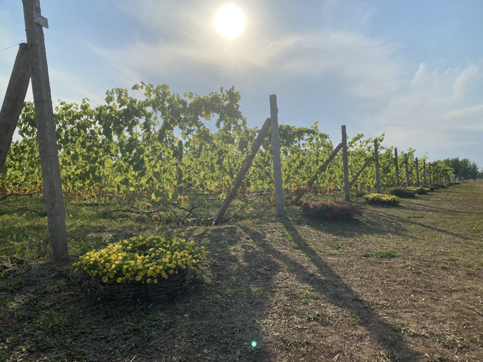 Казань виноградная — Volkswagen Multivan (T6), 2 л, 2018 года ...