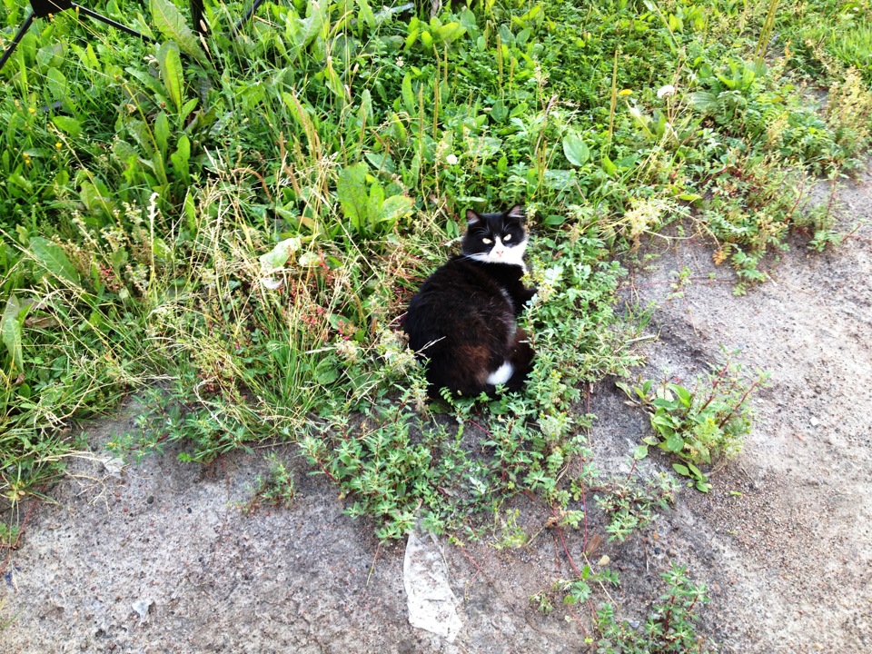 32. Пыльник двигателя — Toyota RAV4 (I), 2 л, 1995 года | своими руками ...