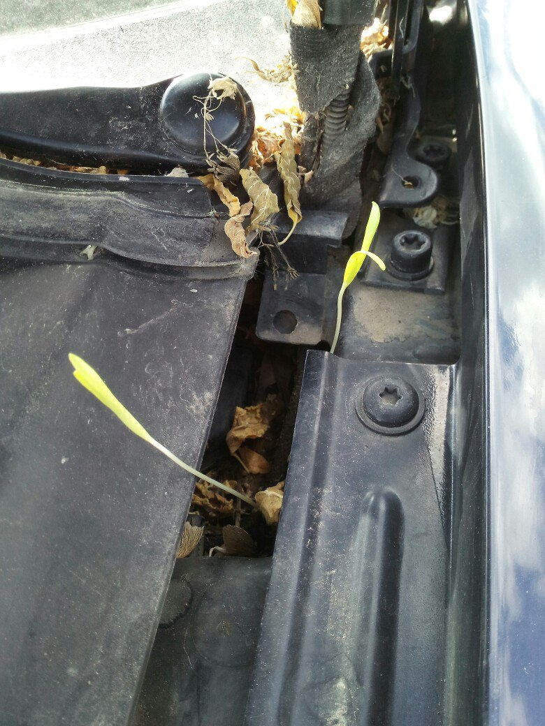 Живность под капотом! — Audi A4 (B7), 2 л, 2005 года | прикол | DRIVE2