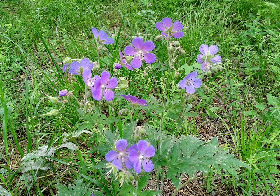 Пра-прагулки часть 23 — DRIVE2