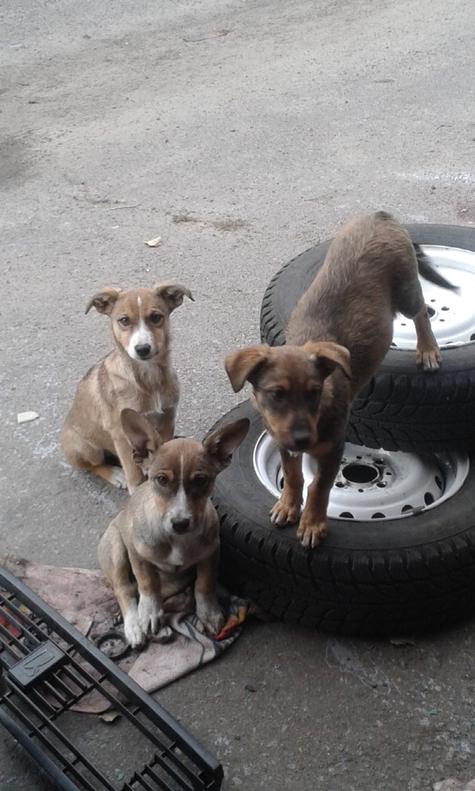 Убираем значок с решетки радиатора или "German" style — Lada 21058, 1,6 ...