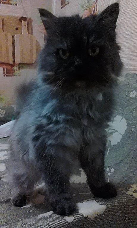 не успеваю с бани зайти в предбанник и я снова парюсь — Audi 80 B4 2 л 1994 года