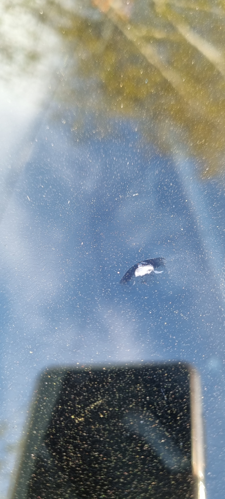 Замена лобового по КАСКО — Volkswagen Tiguan (2G), 2 л, 2018 года ...