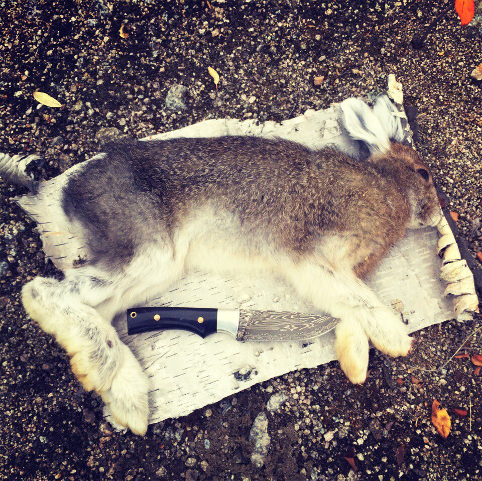 Протеиновое голодание или Rabbit Starvation — Сообщество «Охота и ...