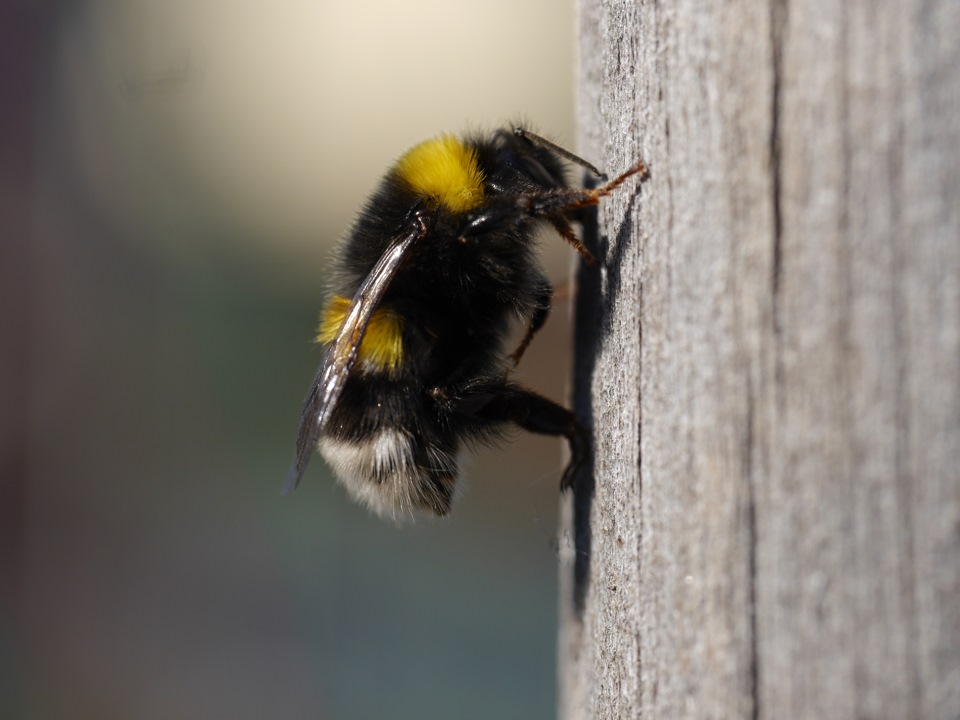 Мохнатик — Сообщество «Фотография» на DRIVE2