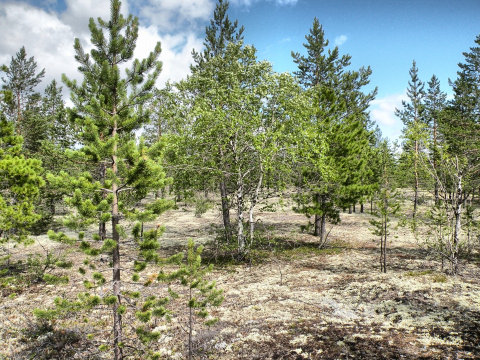 Сугмут ( Traces the СoldRain 2011) — DRIVE2