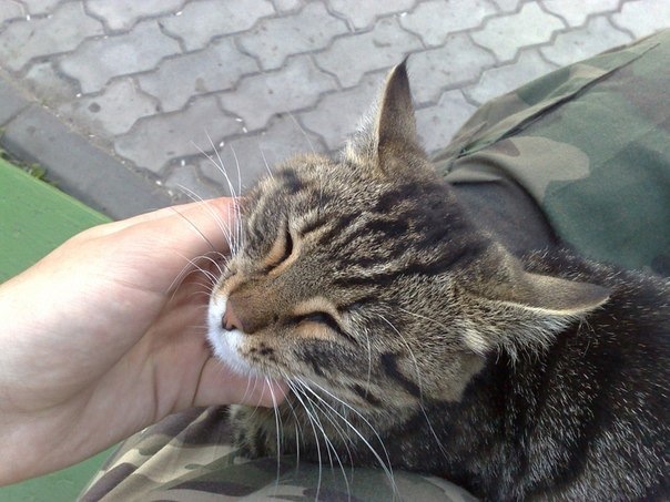 Замена пружин и лямбды. — Daewoo Nexia (2G), 1,5 л, 2004 года | визит ...