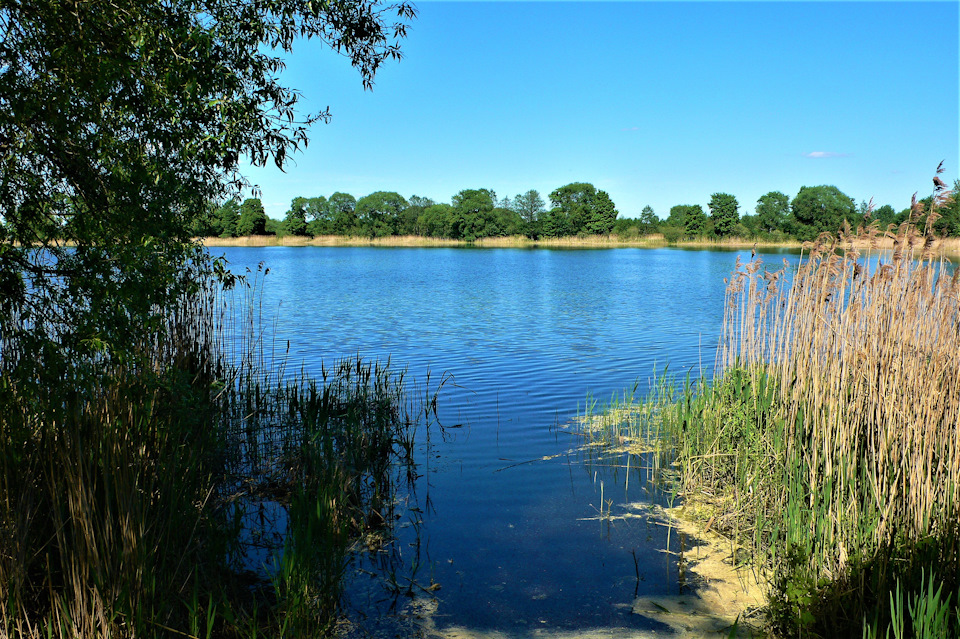 90981YZZBP Лампа Masuma T20 12v 21W (ORANGE) WX3х16q TOYOTA LEXUS ...