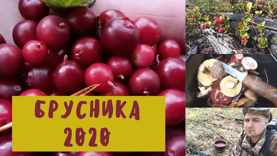 БРУСНИКА 2020 (БОНУСОМ ВЕДРО ГРИБОВ) — DRIVE2