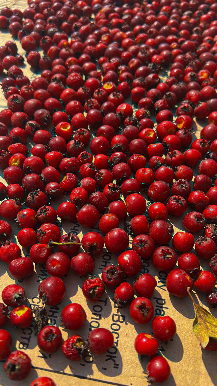 Бухта Петрова — Daihatsu Rugger (F70), 2,8 л, 1988 года | путешествие ...