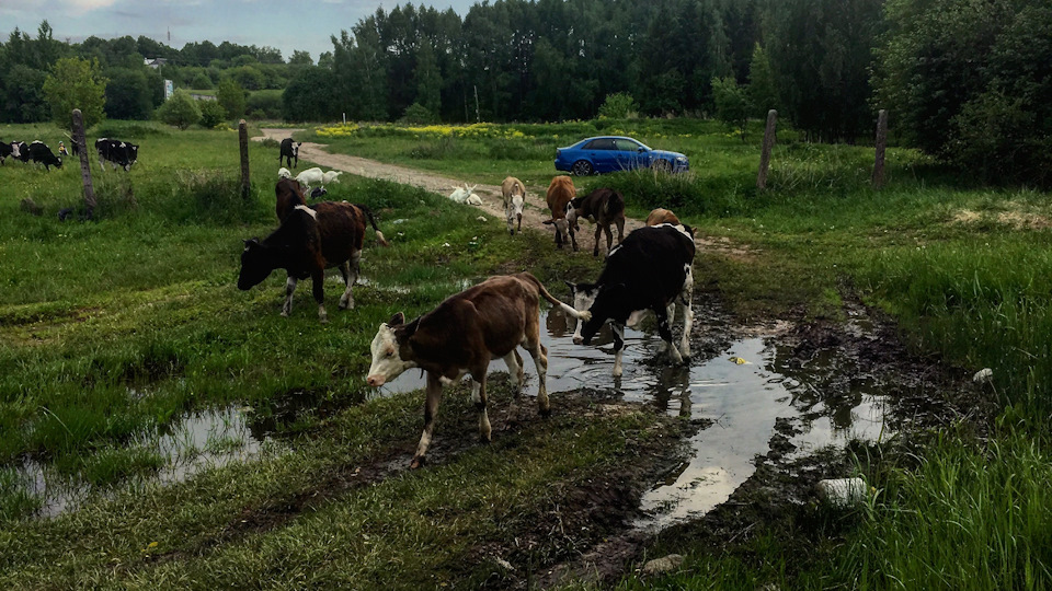 У кого-то спер, у кого не помню:( сорянЫч — Audi A4 (B7), 2 л, 2007 ...