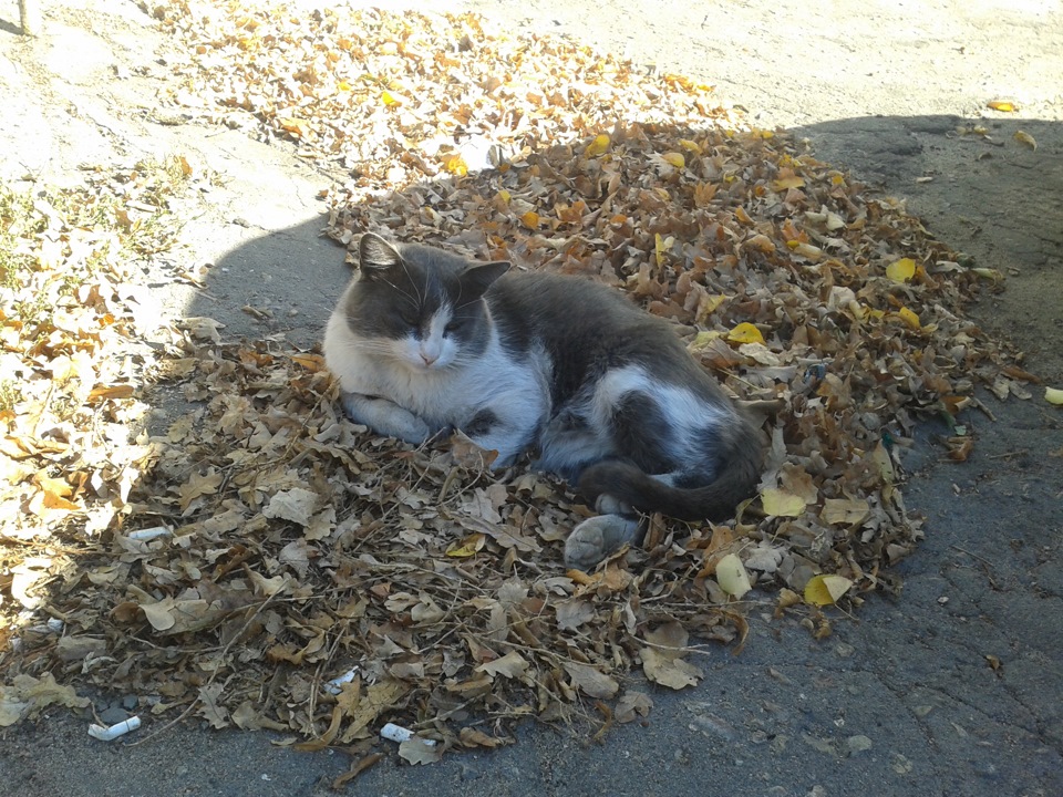 Эхх, нижний патрубок радиатора. — Chevrolet Aveo Sedan (1G), 1,4 л ...