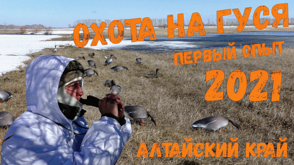 Охота на гуся в Алтайском крае. Первый опыт. — DRIVE2