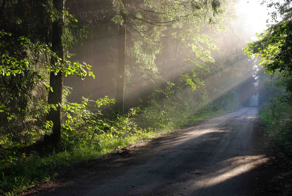 Утром в лесу — Volkswagen Golf Mk2, 1,3 л, 1986 года | фотография | DRIVE2