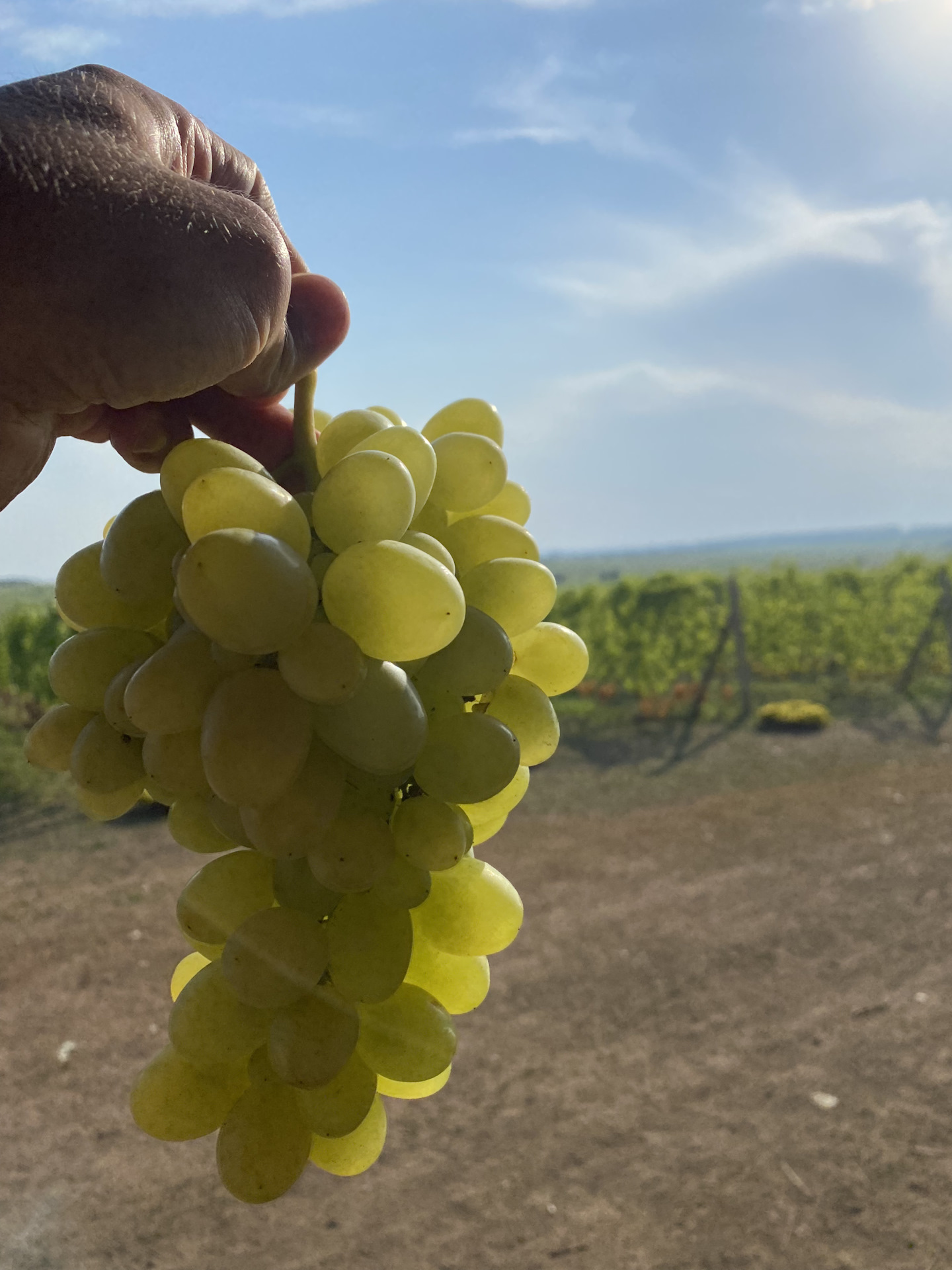 Казань виноградная — Volkswagen Multivan (T6), 2 л, 2018 года ...