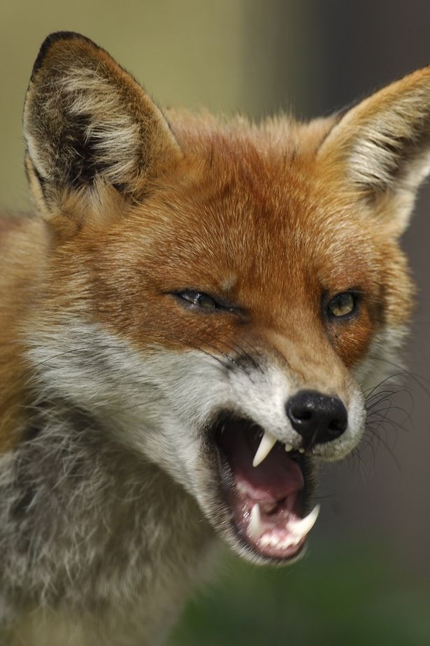 замена цепи ГРМ и уплотнителей турбины — Audi A4 (B8), 2 л, 2009 года ...