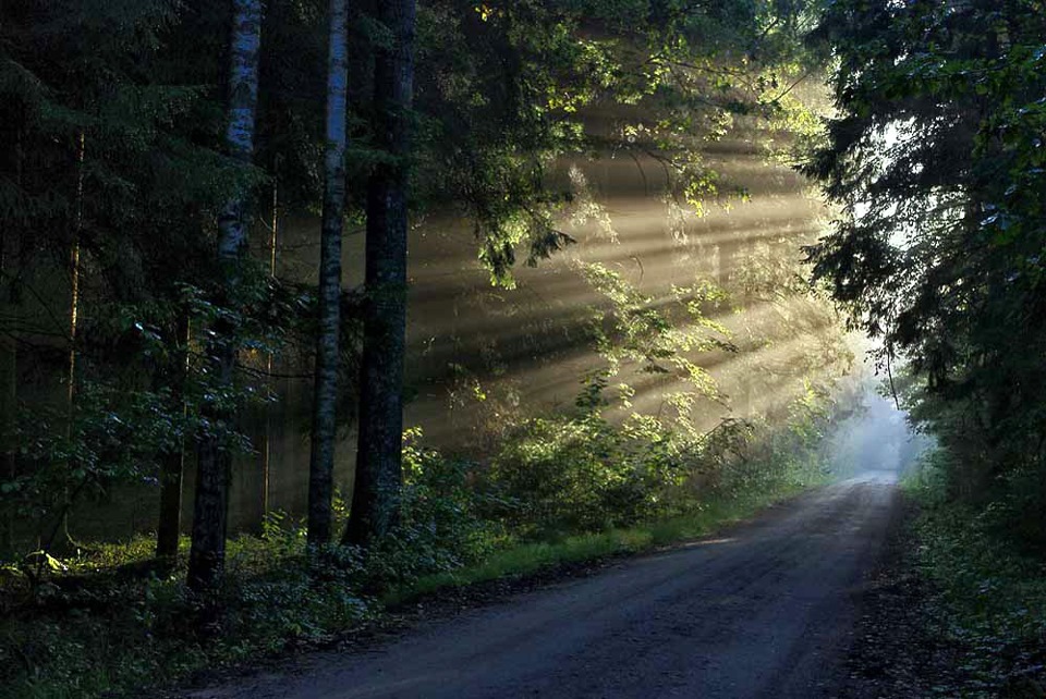 Утром в лесу — Volkswagen Golf Mk2, 1,3 л, 1986 года | фотография | DRIVE2