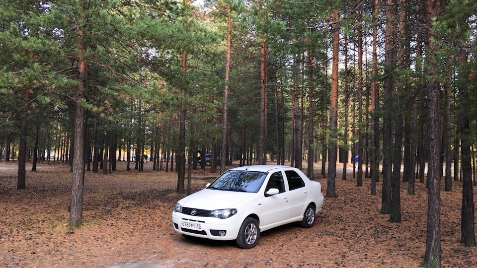 LXVIII. Новый авто. Снова Albea 😹 — FIAT Albea, 1,4 л, 2011 года ...