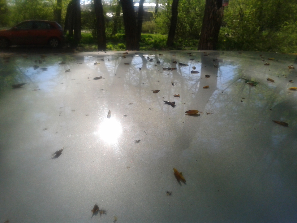 Тополиные липучки почки! Кто чем чистит? Как удалить следы?! — ГАЗ ...