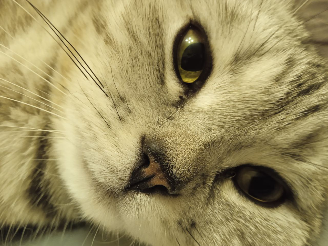 Накладки порогов Авео Т250/Т255 — Chevrolet Aveo 5-door (1G), 1,4 л ...