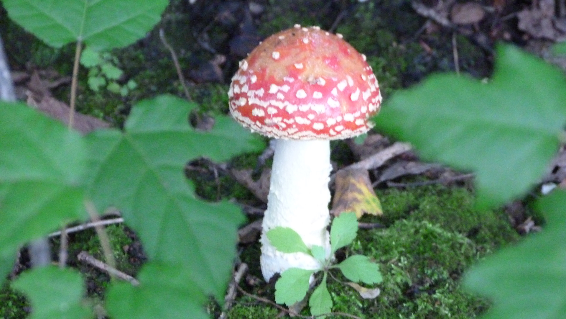 Toyota Belta 1.3 бензиновый 2005 | на DRIVE2