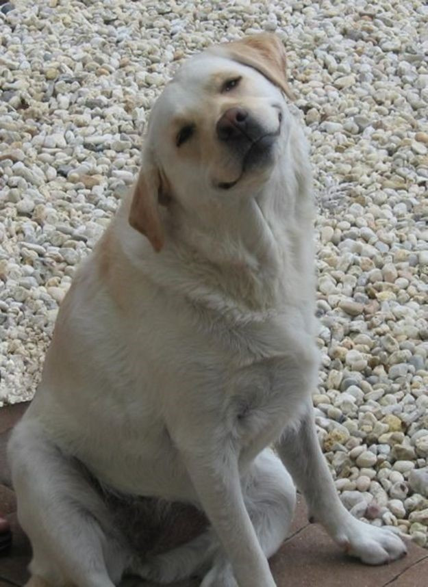 Замена задних амортизаторов Авео т250 — Chevrolet Aveo Sedan (1G), 1,2 ...