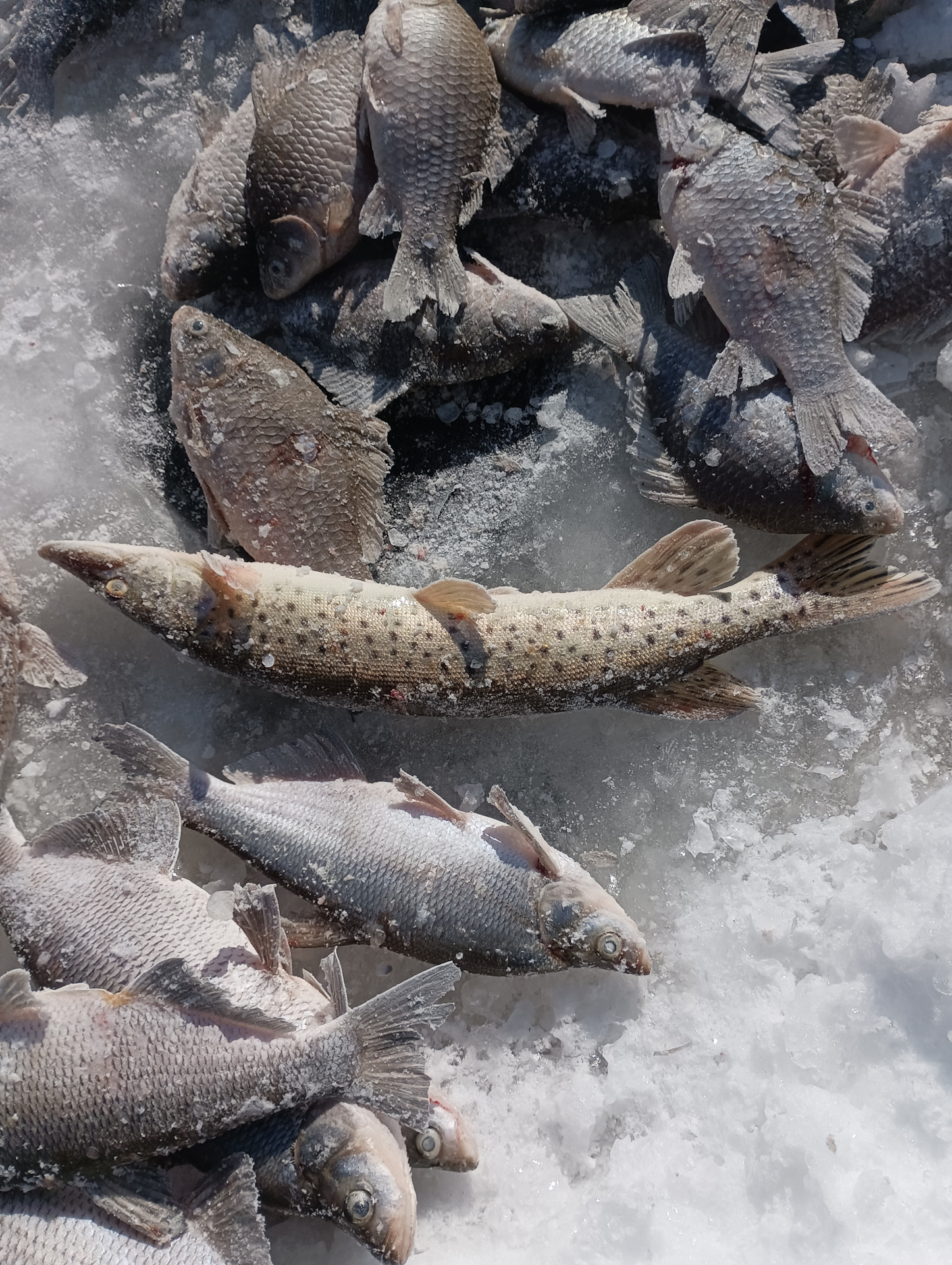 Поездка в Комсомольск на амуре — Toyota Corona Premio (T210), 1,8 л ...