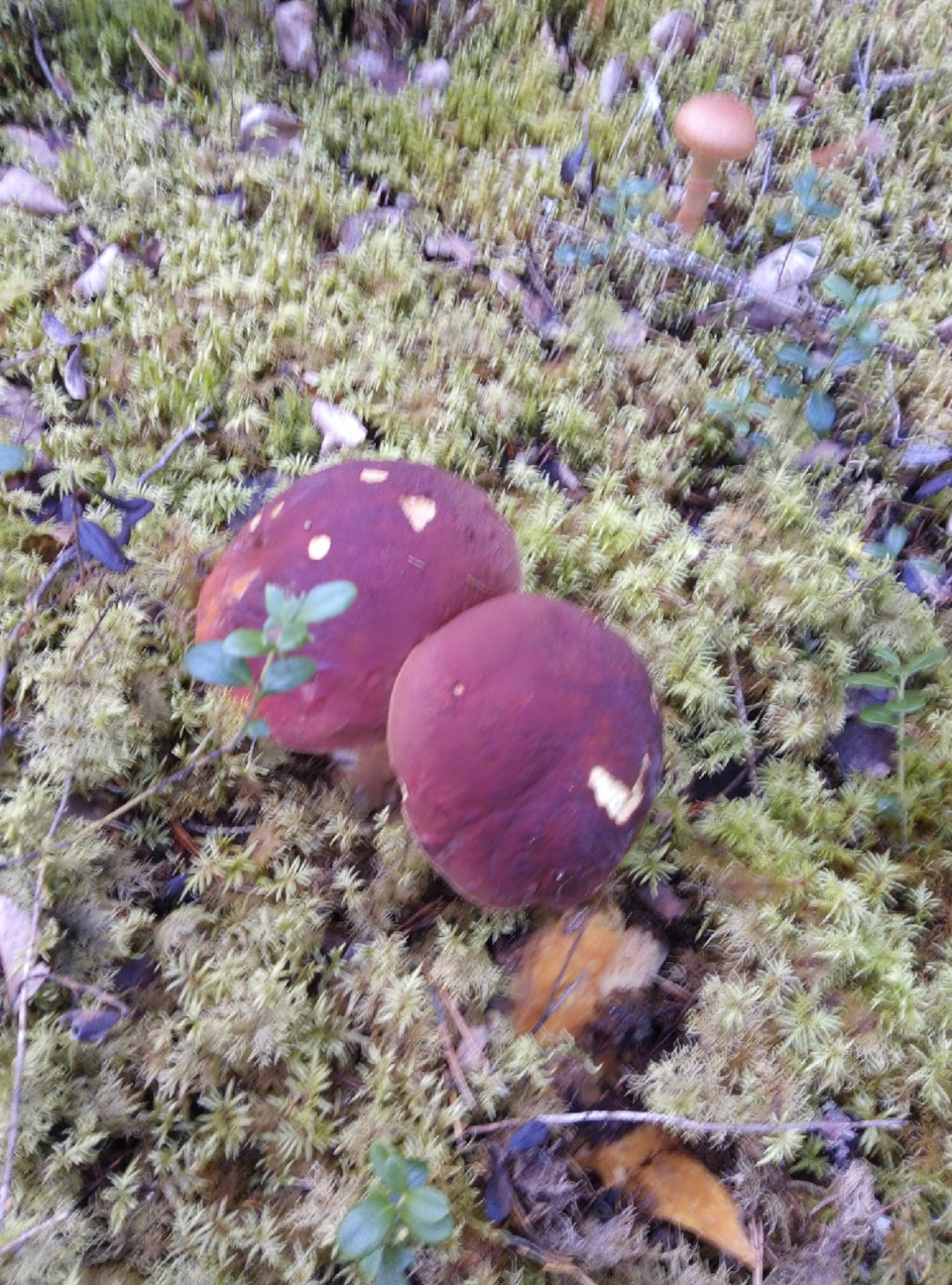 NAPA представил обновленный ассортимент фильтров — Автопро на DRIVE2