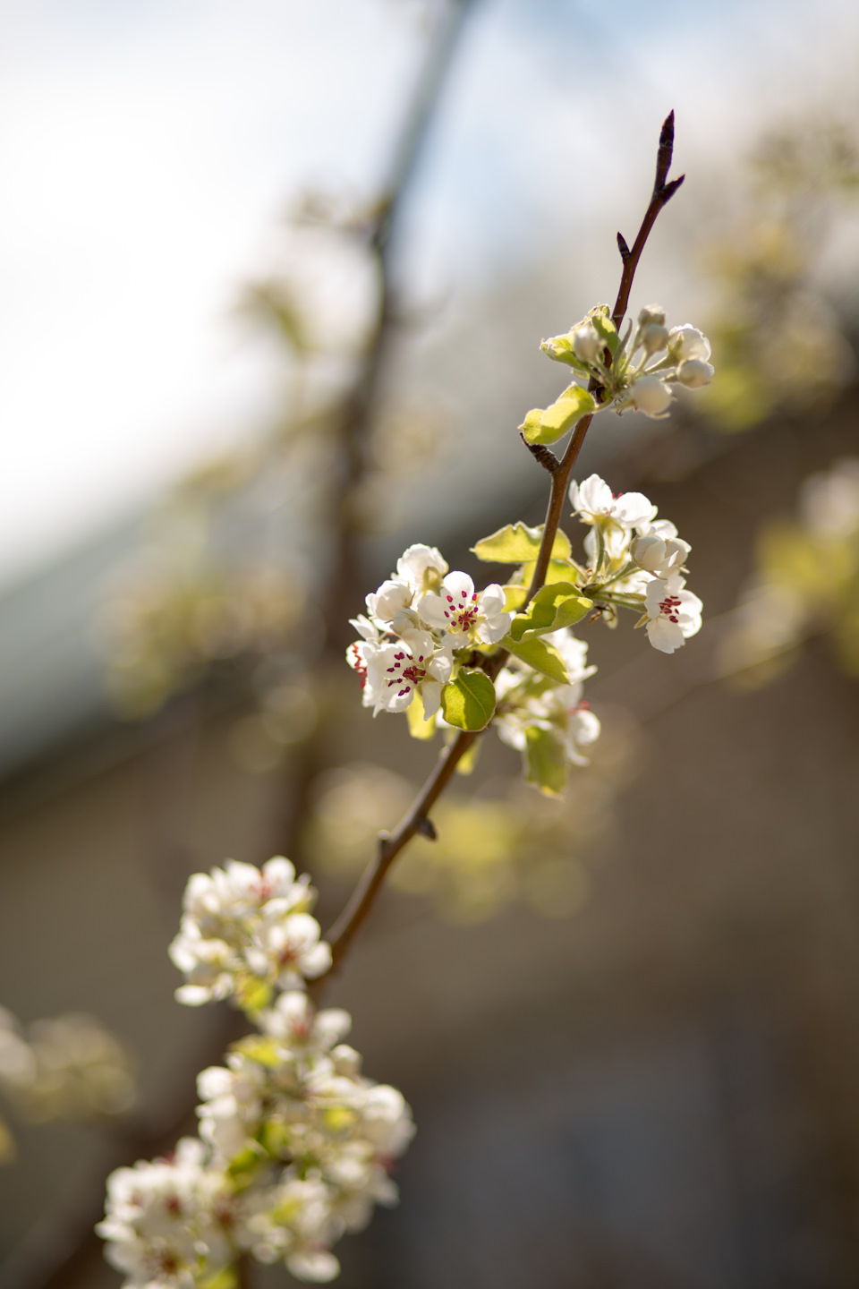 Замена ремня ГРМ с помпой. — Chevrolet Captiva (1G), 2,4 л., 2007 года ...