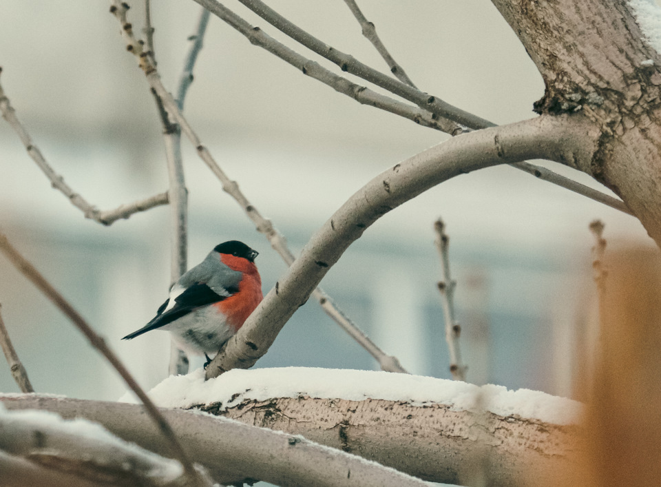 Снегири — негири)) — Сообщество «Фотоальбом Драйва» на DRIVE2