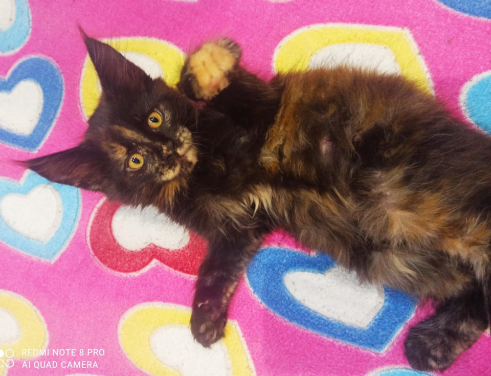 Тапка Кофтин — Сообщество «Зверьё Моё» на DRIVE2