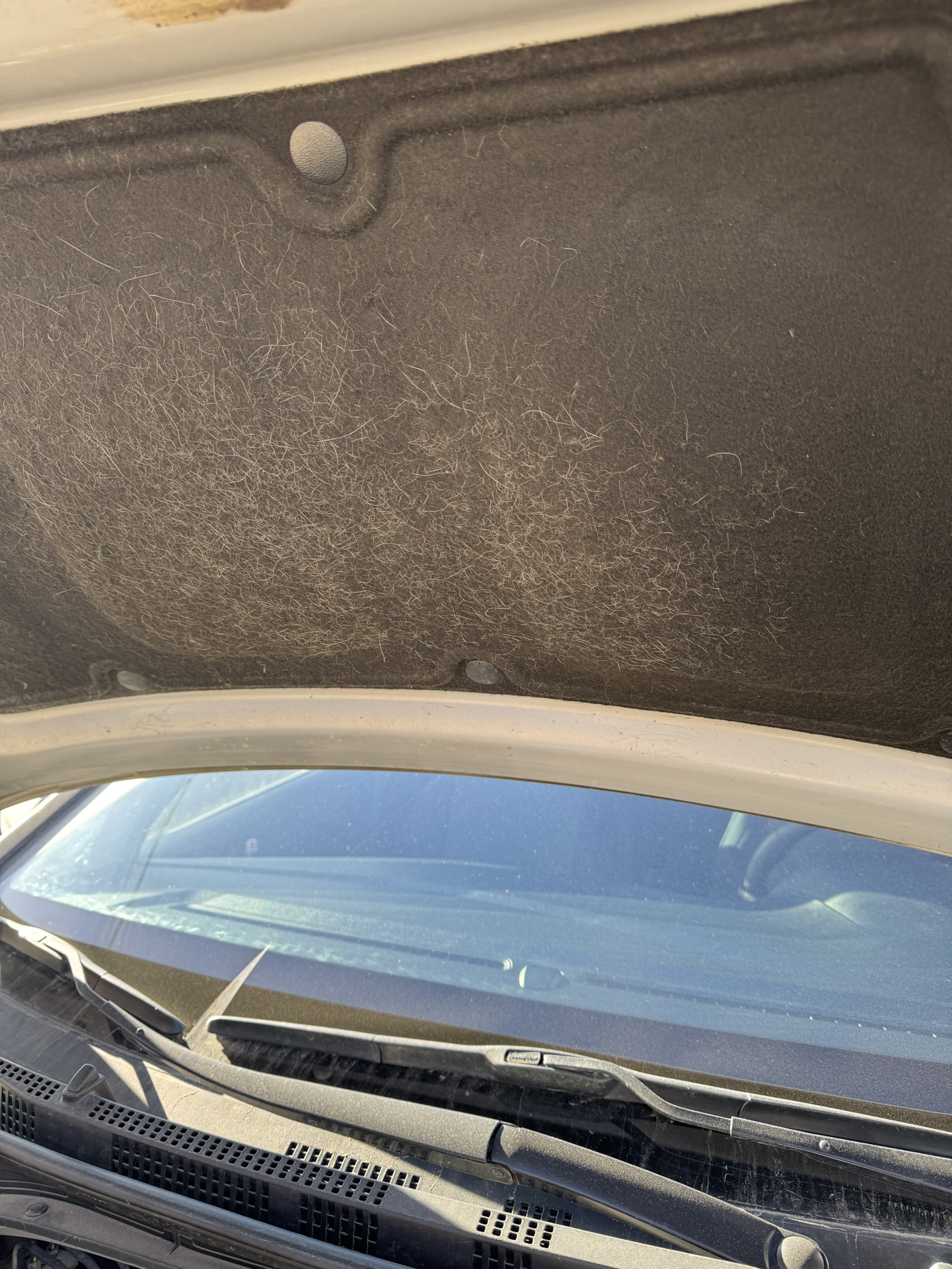 Коты мать их ети — Hyundai Solaris (2G), 1,6 л, 2018 года | наблюдение ...