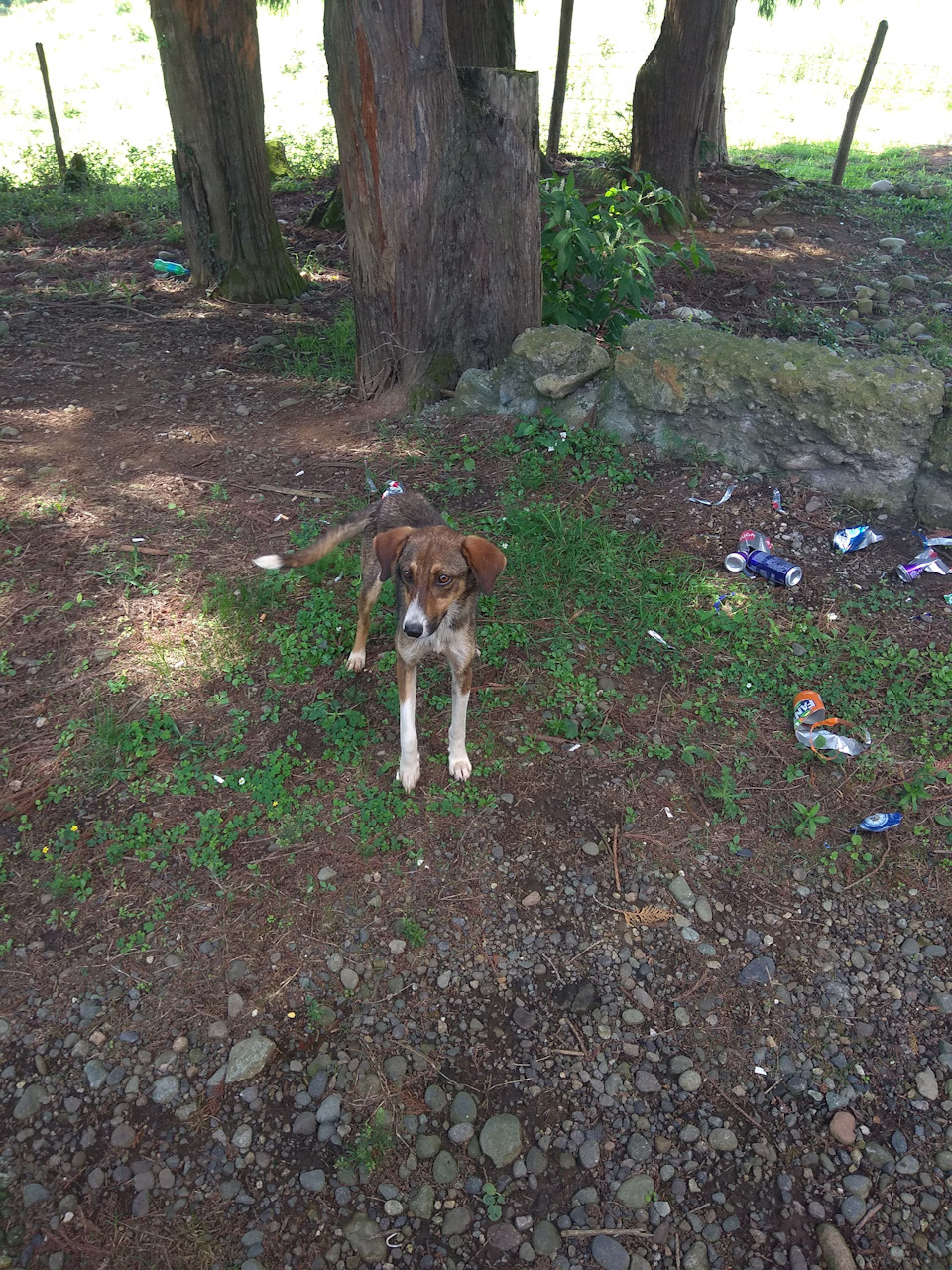 ДТП с дикой природой под Карлсруэ — Audi A4 Avant (B8), 2 л, 2014 года ...