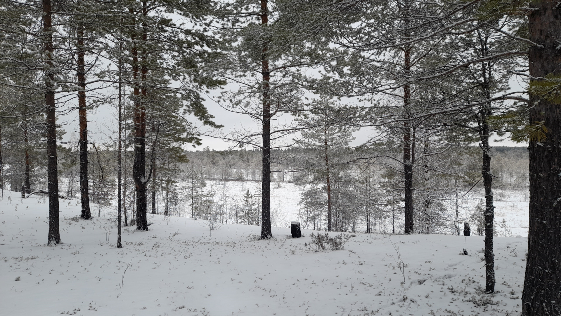 Ну ведь если захотят, то могут! — BMW 5 series (G30), 3 л, 2020 года | покупка машины | DRIVE2