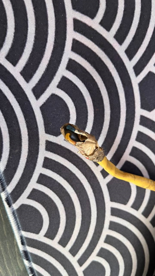 8430612110 КОНТАКТНАЯ ГРУППА ПОДУШКИ БЕЗОПАСНОСТИ TOYOTA COROLLA SED/WG ...