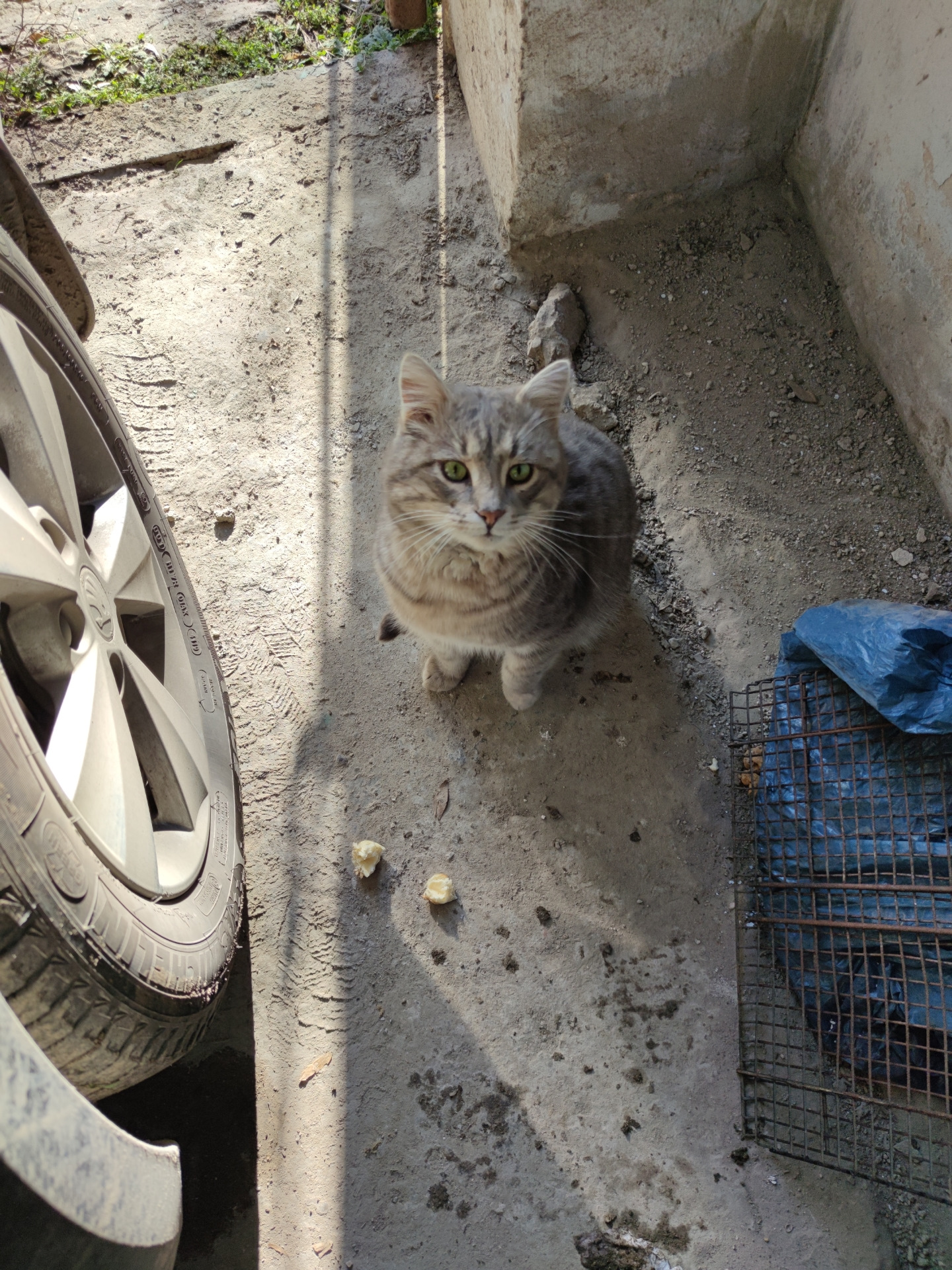 Замена термостата и помпы — Skoda Octavia A7 Mk3, 1,8 л, 2013 года ...