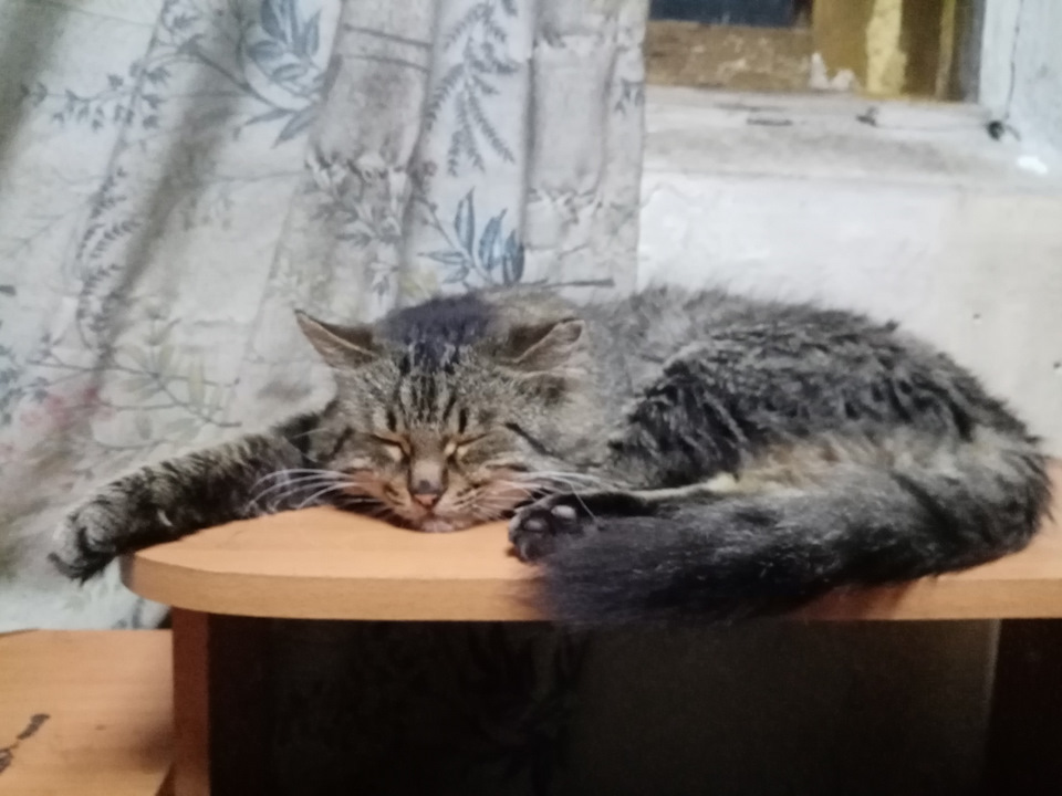 1355228010 Прокладка натяжителя цепи ГРМ TOYOTA TOYOTA LEXUS | Запчасти ...