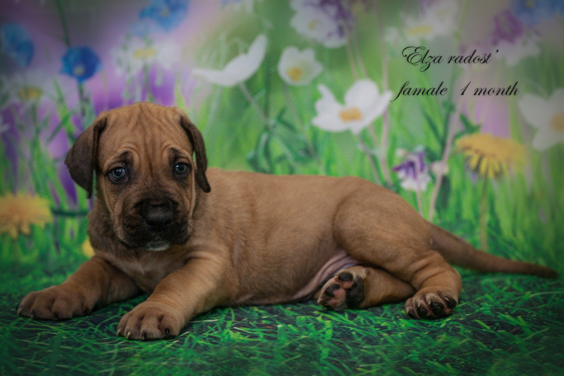 Обслуживание подрамника Opel Astra H: замена сайлентблоков, втулок ...