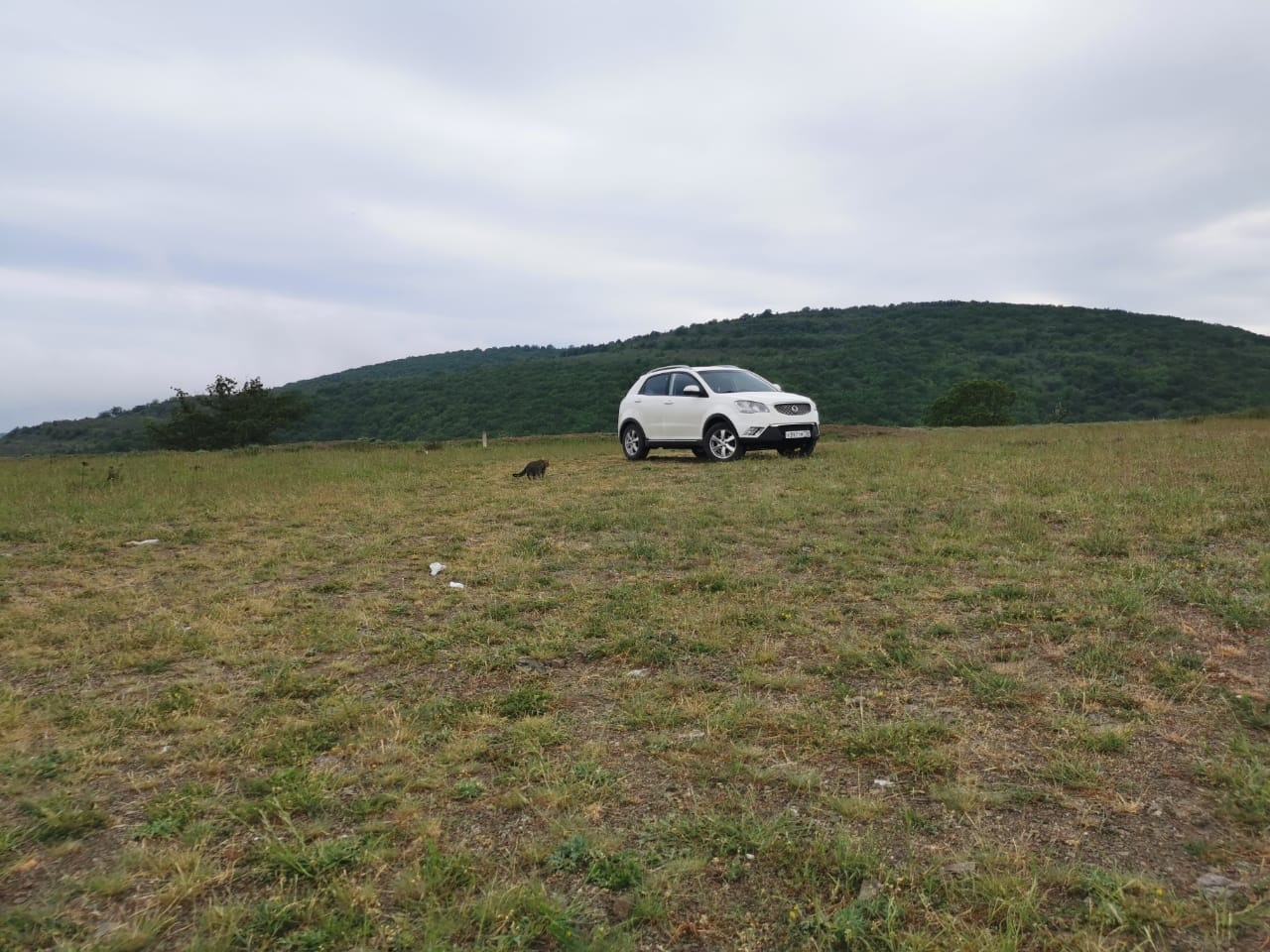 Задние пружины — SsangYong Actyon (2G), 2 л, 2012 года | своими руками ...