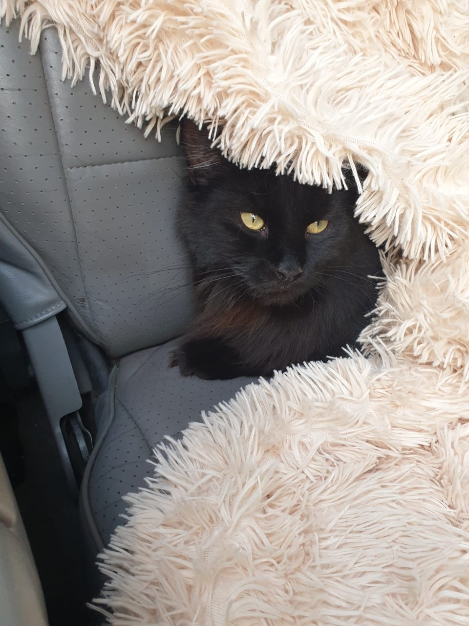 Been a While since last update — Mercedes-Benz S-Class (W221), 5,5 л ...