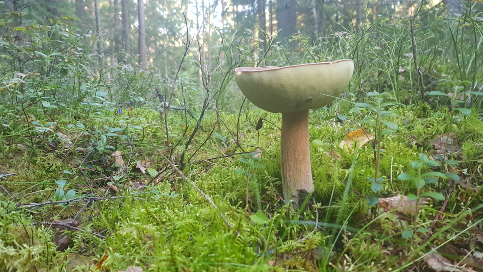 Замена передней лямбды после долгих мучений — Volvo XC90 (1G), 4,4 л ...