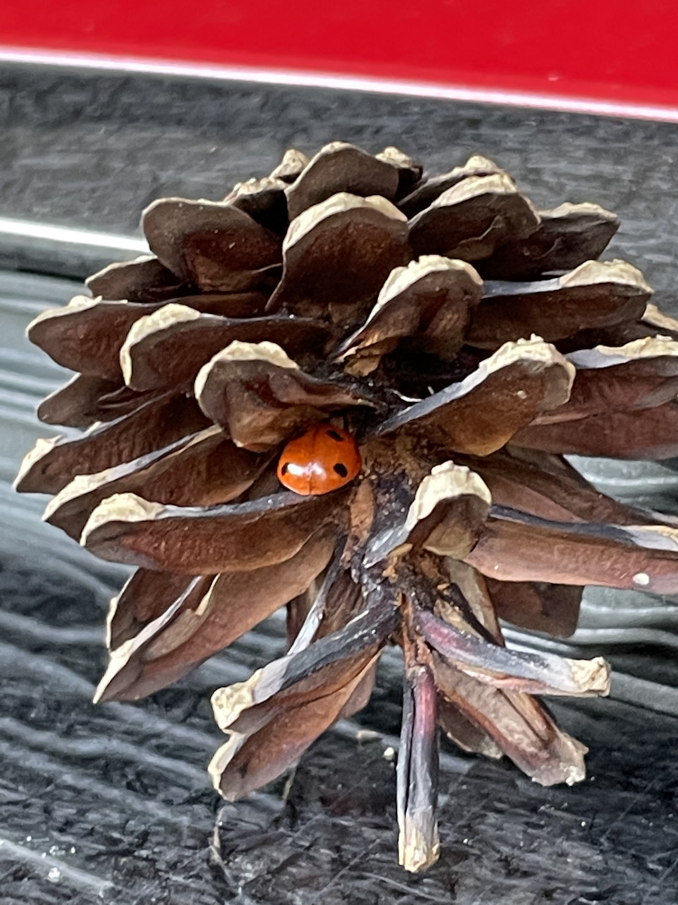 Ladybug 🐞 vs Spider-Man — MINI John Cooper Works, 2 л, 2021 года ...