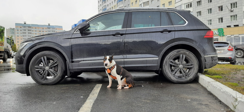 Перегородка для собак — Volkswagen Tiguan (2G), 2 л, 2021 года ...