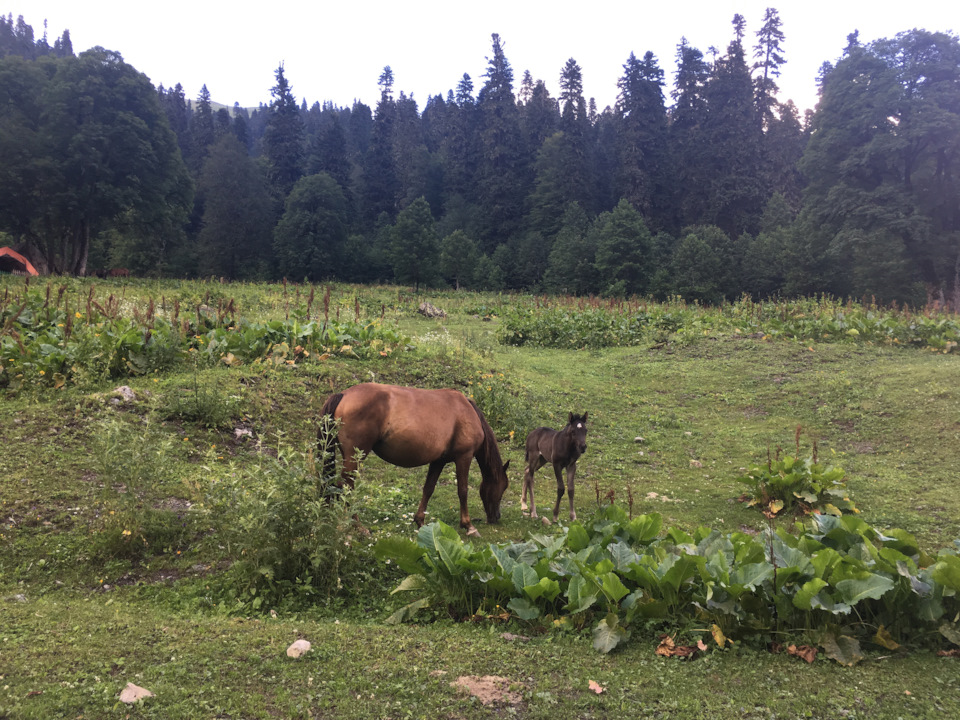 000979025 Провод с двумя контактами VAG | Запчасти на DRIVE2