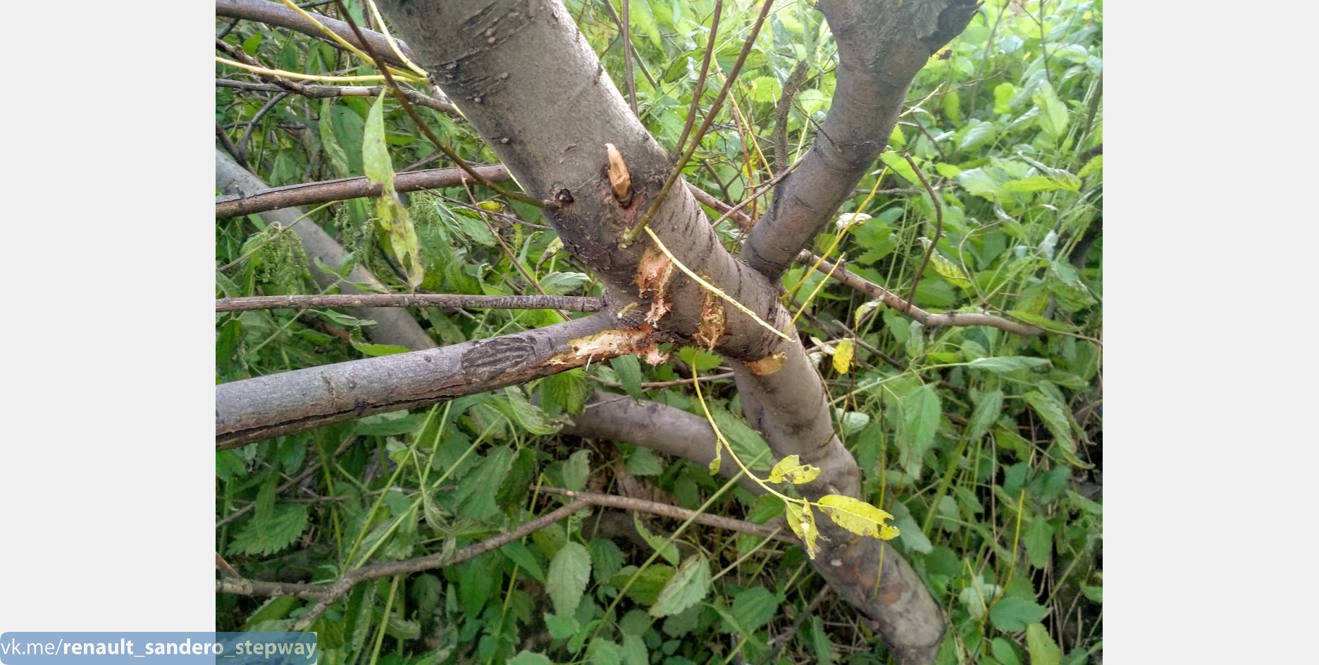 Раздолбали сами себе заднюю правую фару . — Renault Sandero Stepway (1G ...