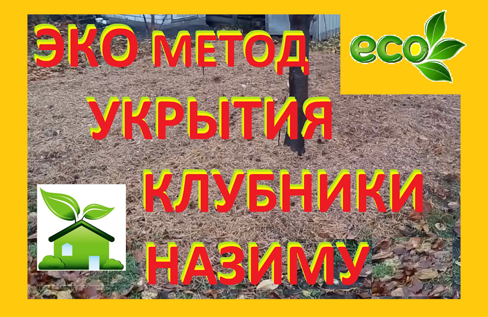 Экологическое укрытие клубники на зиму — Сообщество «DRIVE2 На Даче» на ...