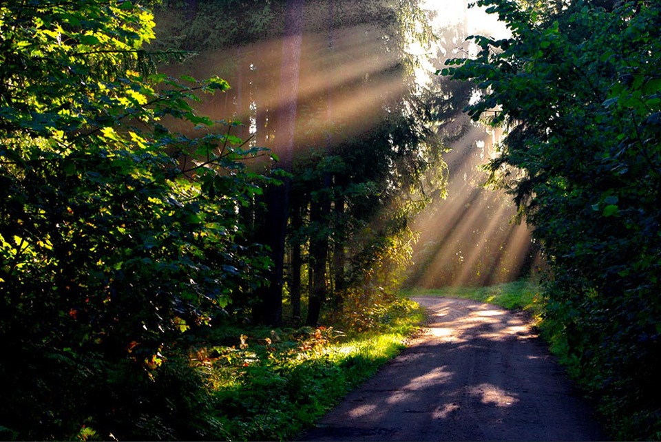 Утром в лесу — Volkswagen Golf Mk2, 1,3 л, 1986 года | фотография | DRIVE2