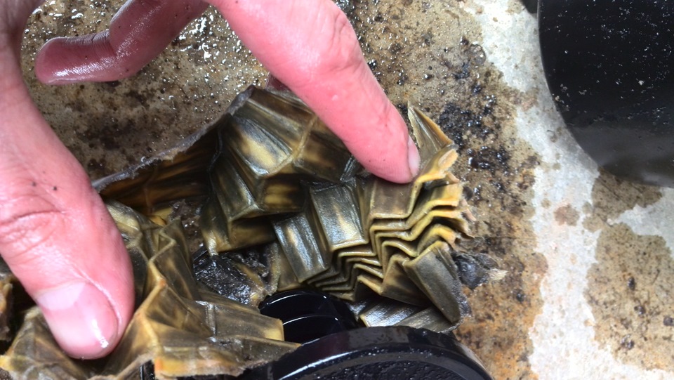 Вскрытие-2 топливного фильтра Mann WK12001 — Citroen C5 (2G), 2,2 л ...