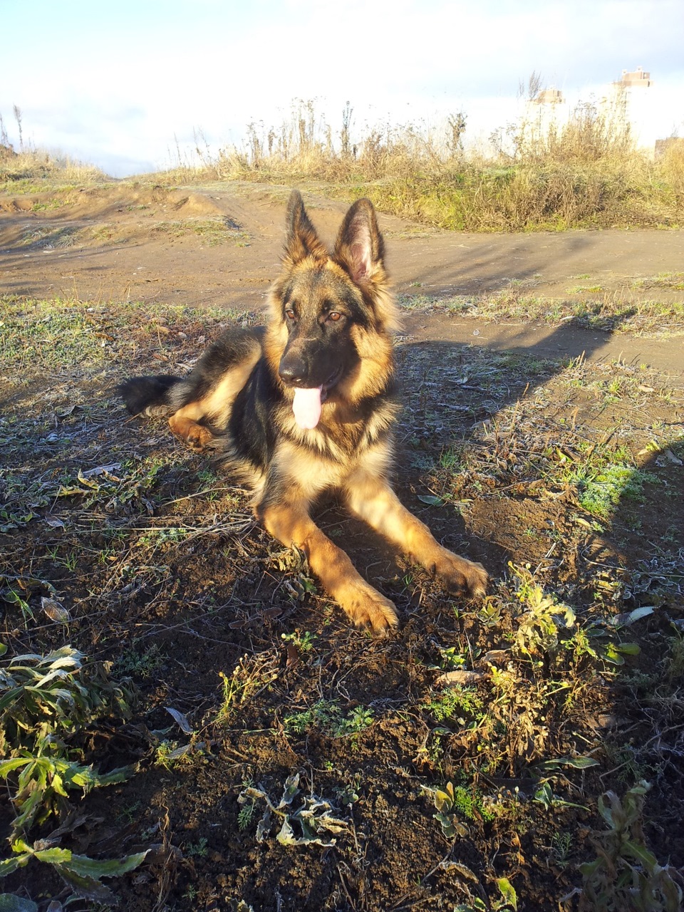 Мой питомец — Сообщество «Охота и Рыбалка» на DRIVE2