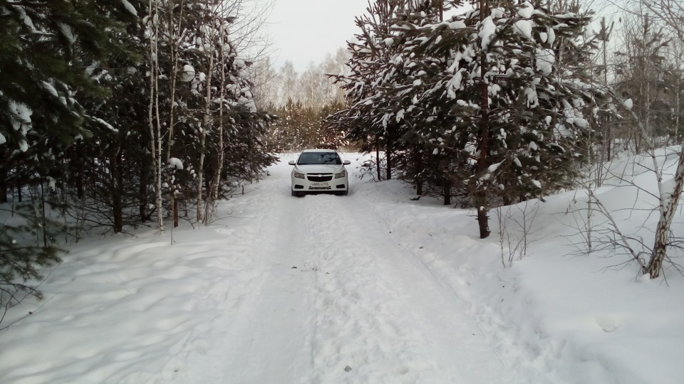 немного зимних фото в лесу Winter 2016 — Chevrolet Cruze (1G), 1,6 л ...